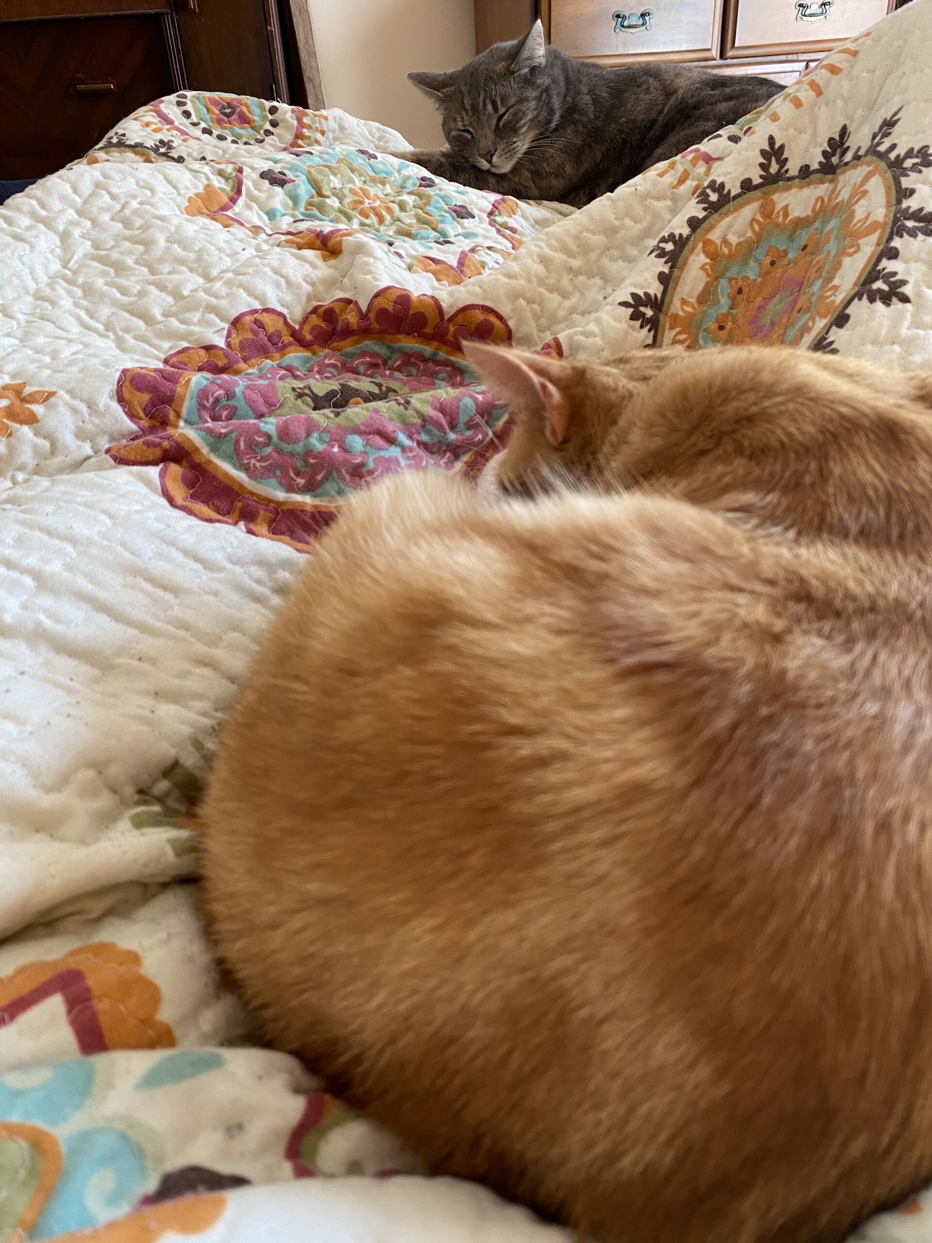 OTT (Orange Tabby Therapy) – Picking My Battles